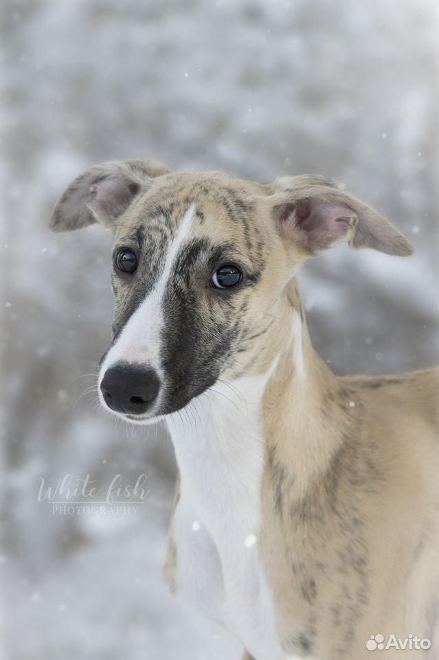 Уиппет малая английская борзая whippet