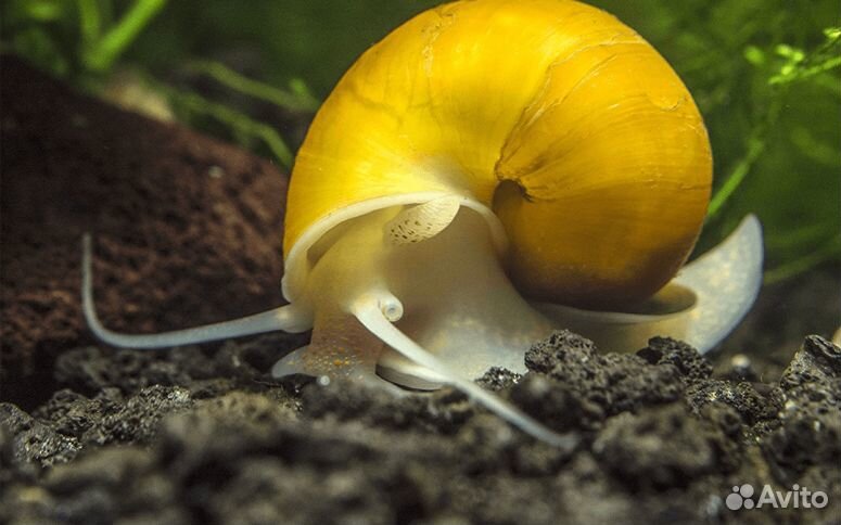 Улитки Ампулярии