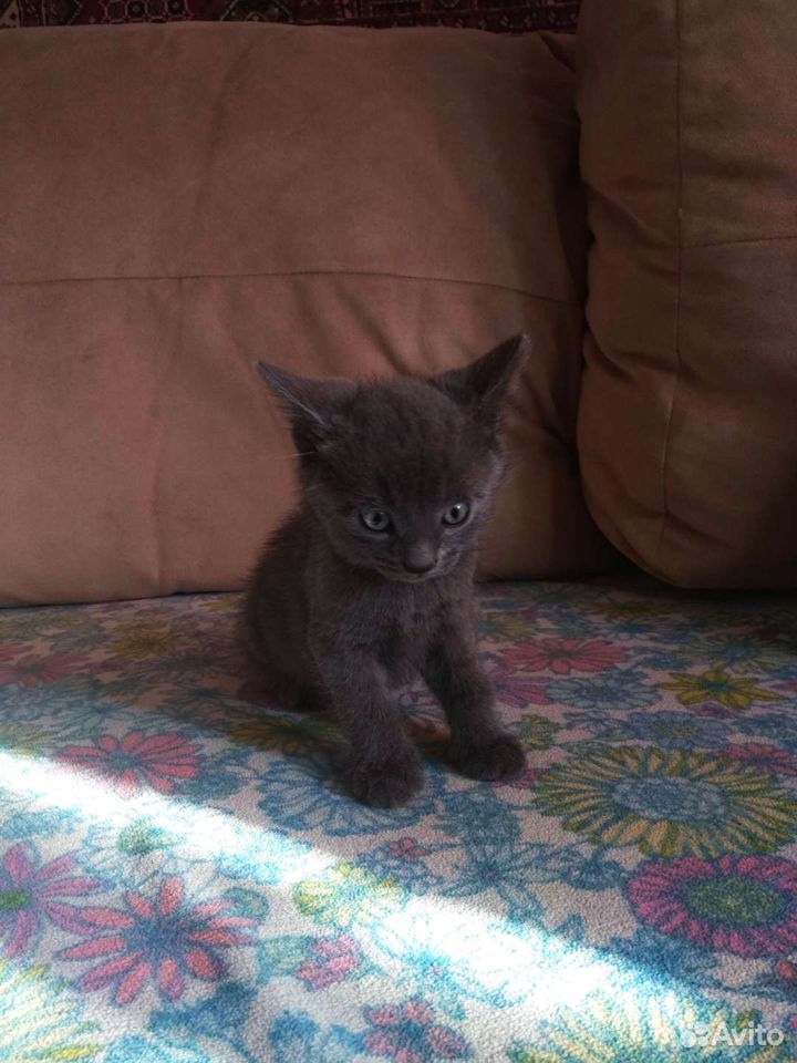 Британские котята