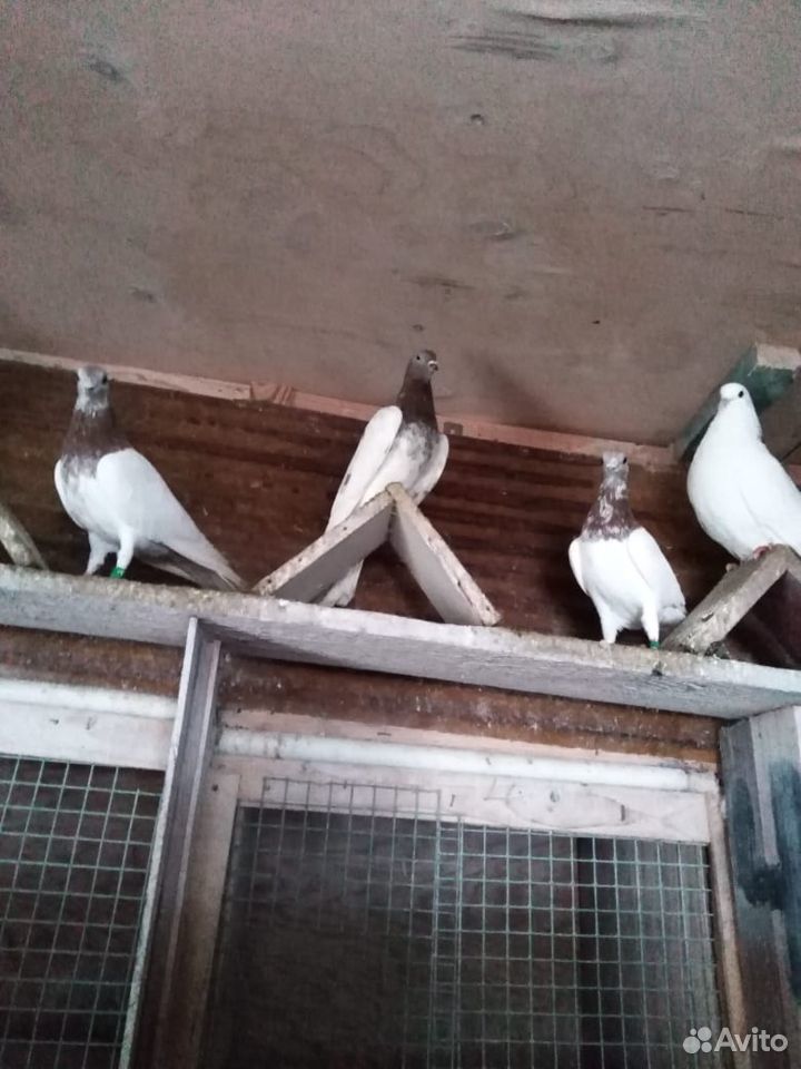 Голуби продаю