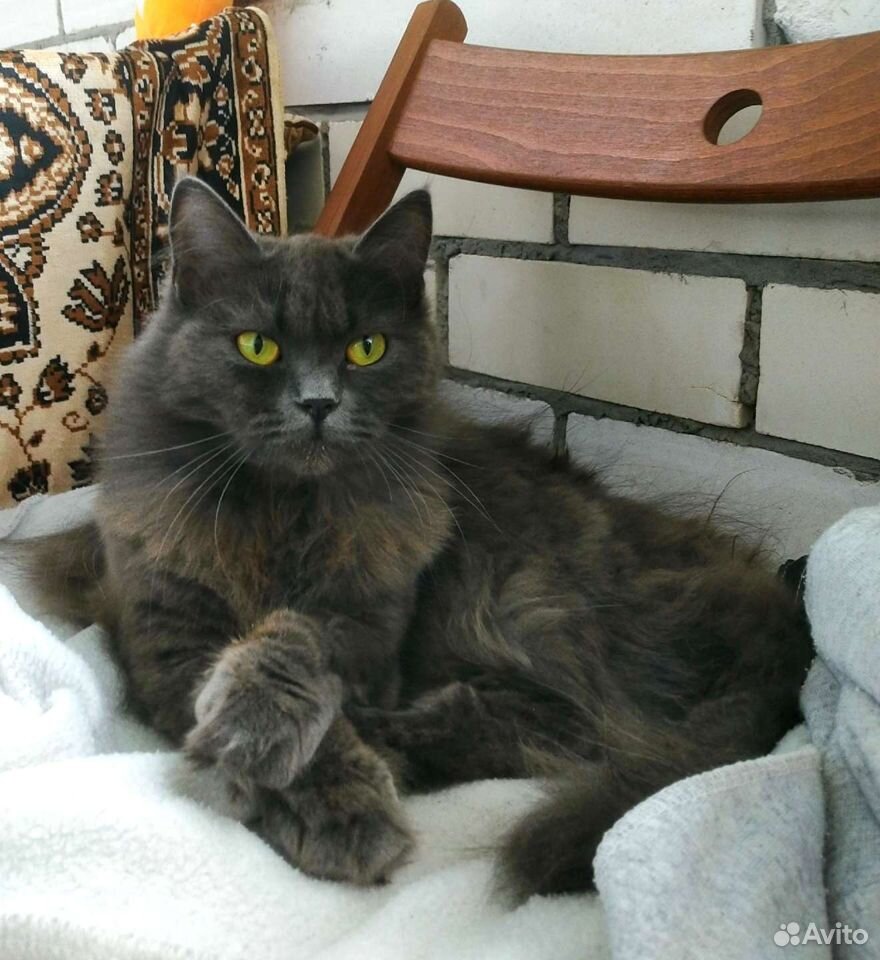 Помесь Британки