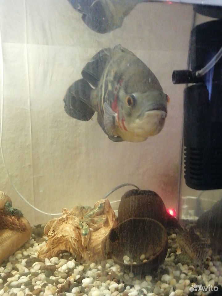 Рыбка Астронотус