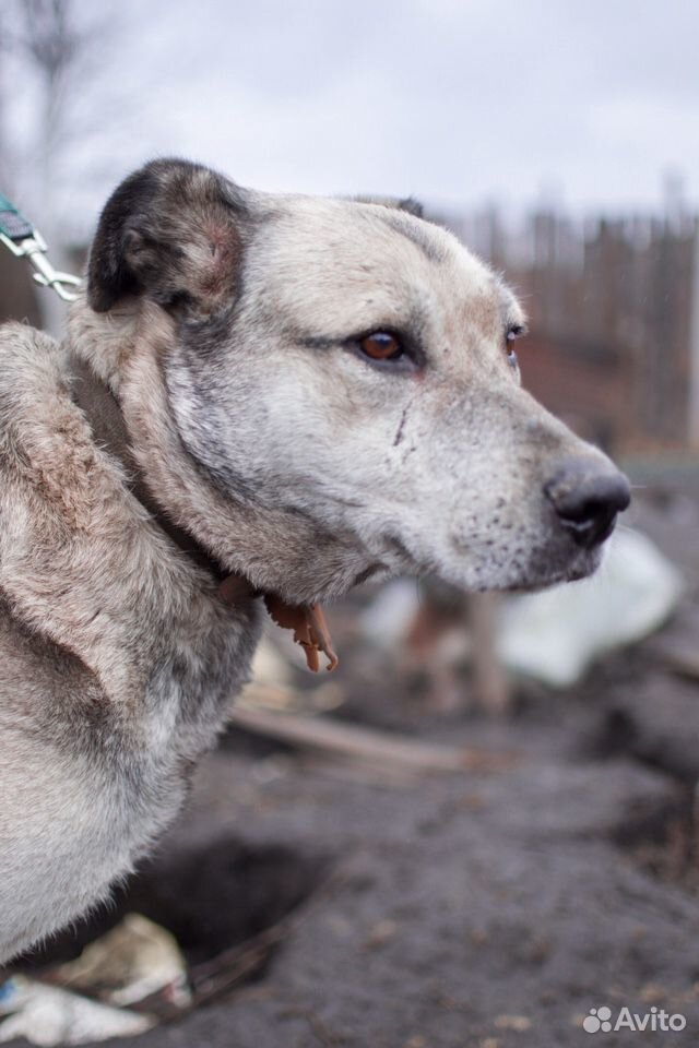 Взрослая собака Буся ищет дом
