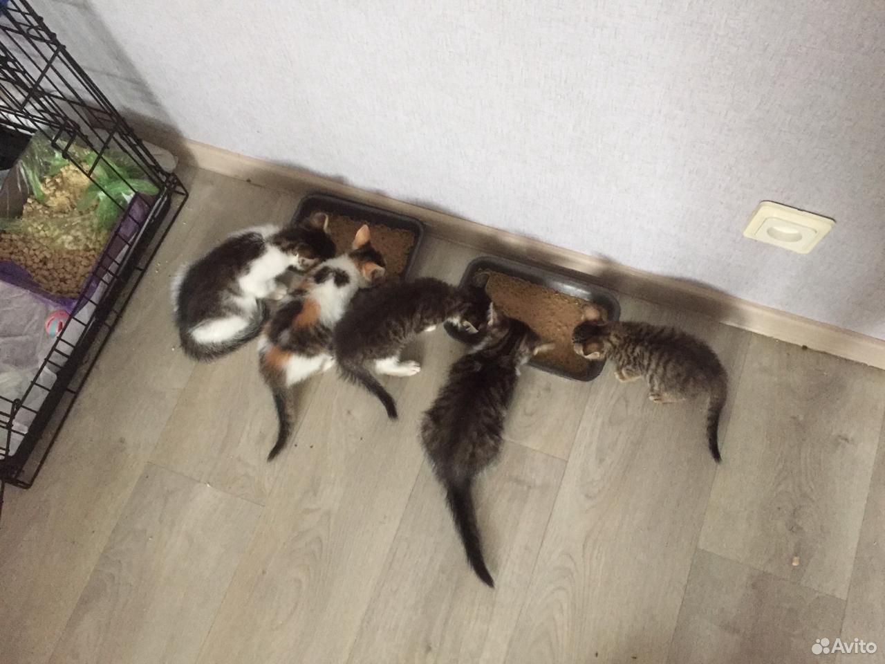Котята