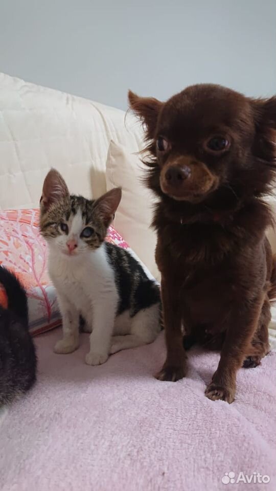 Трогательная,особенная киска,2,5 мес