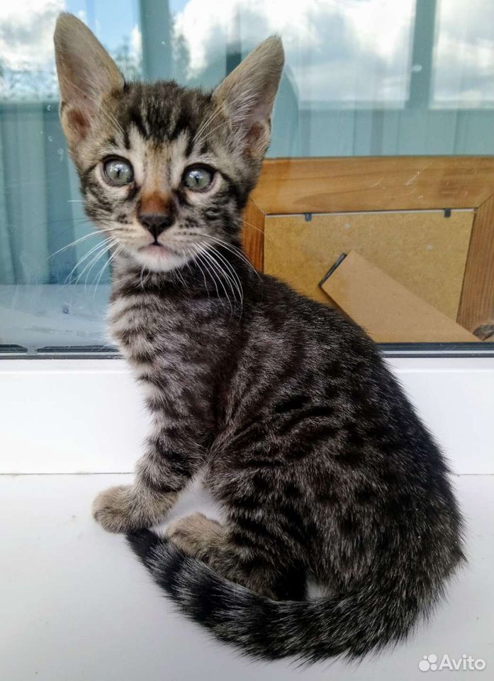 Бенгальские котята