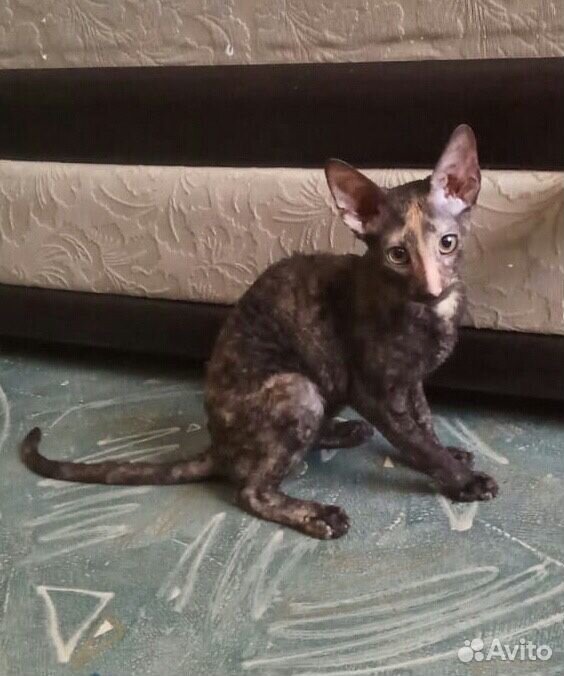 Корниш-рекс