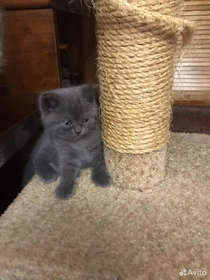 Кошечки Британки