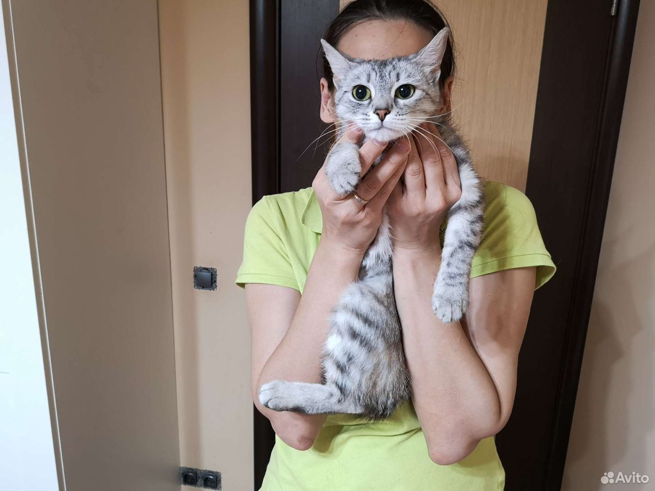 Кошка Сластена ищет дом