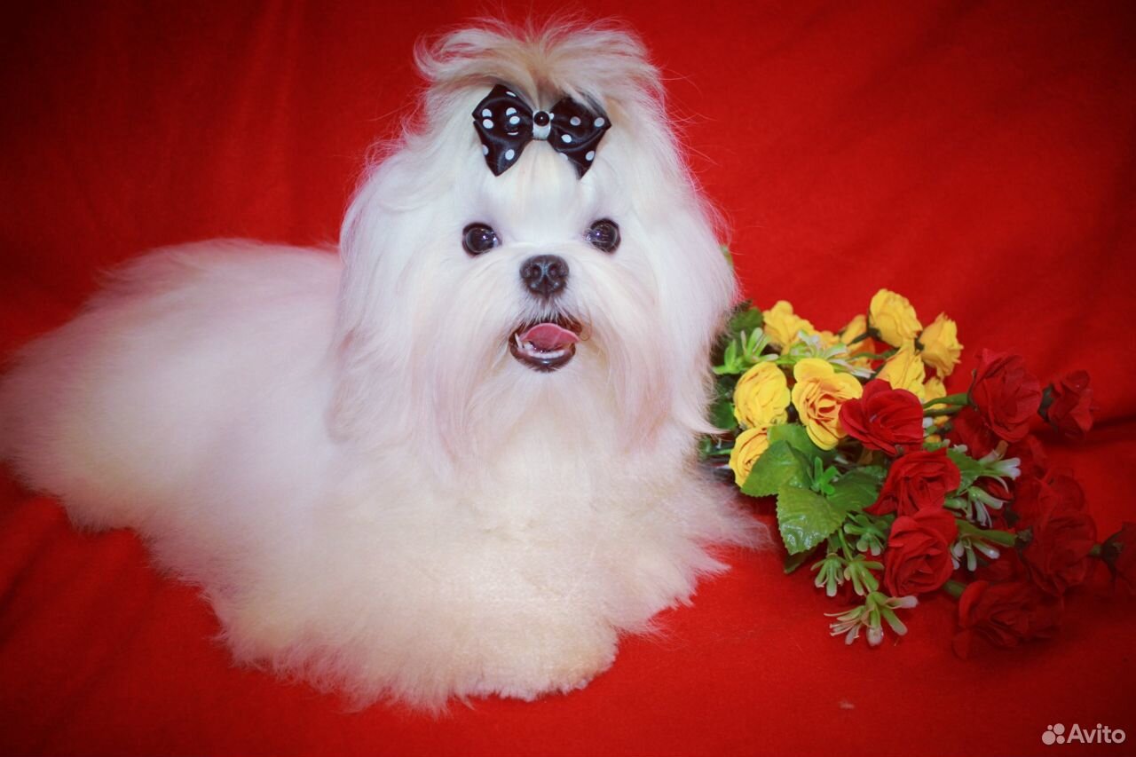 Шикарный мальчик мальтезе 6 мес