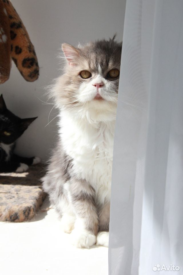 Шикарный персидский кот В дар