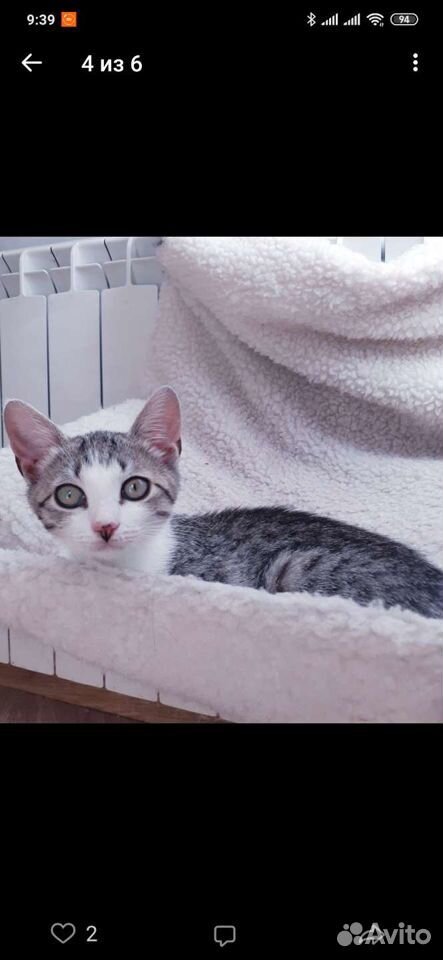 Котенок (девочка) Хани в очень заботливые руки