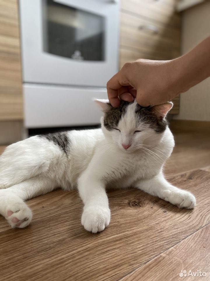 Чудный маленький котик