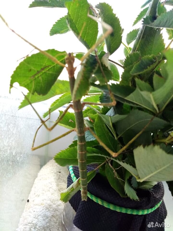 Анамские палочники