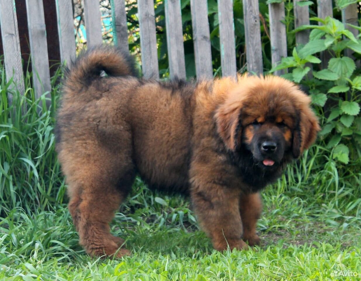 Тибетский Мастиф