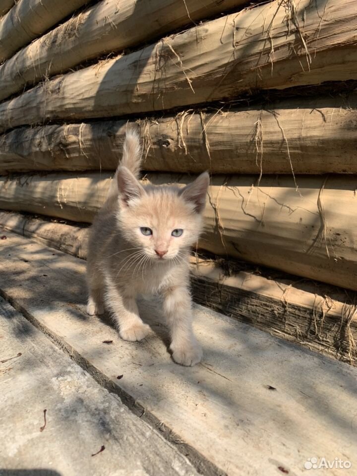 Котёнок рыжий