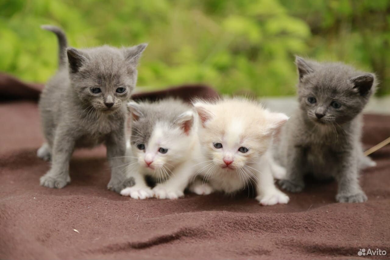 Малыши карандаши ищут дом