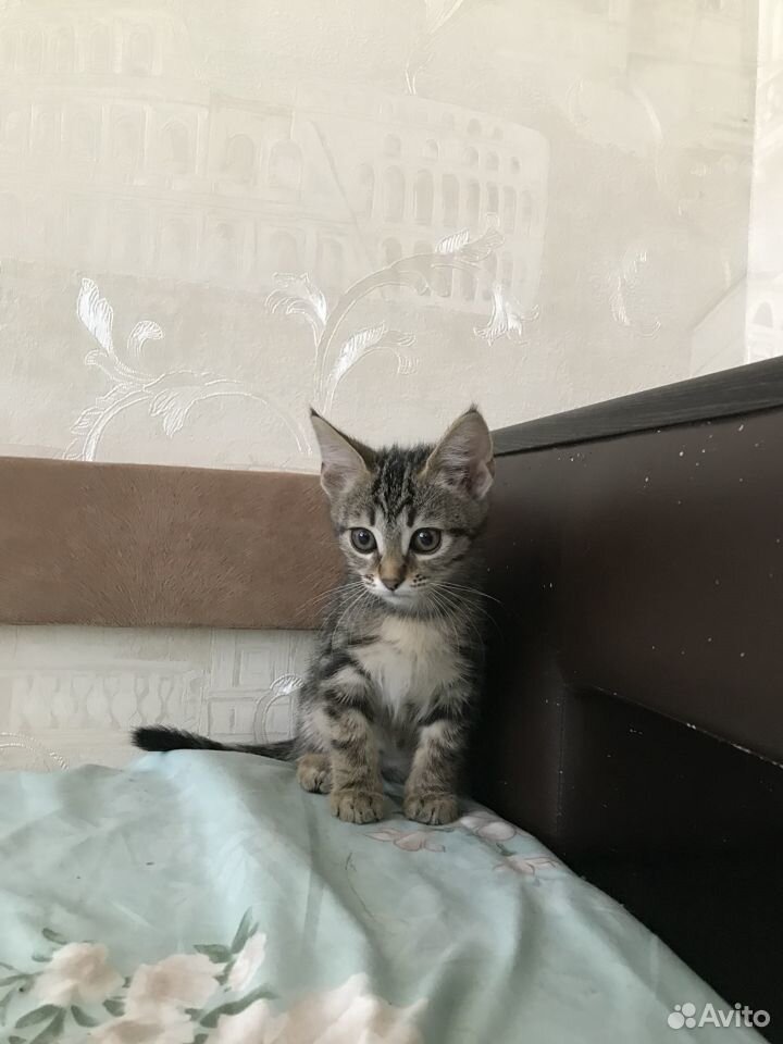 Кошка