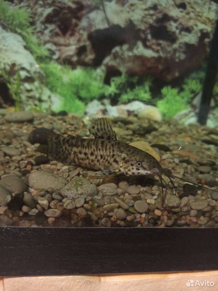 Сомик, Гурами