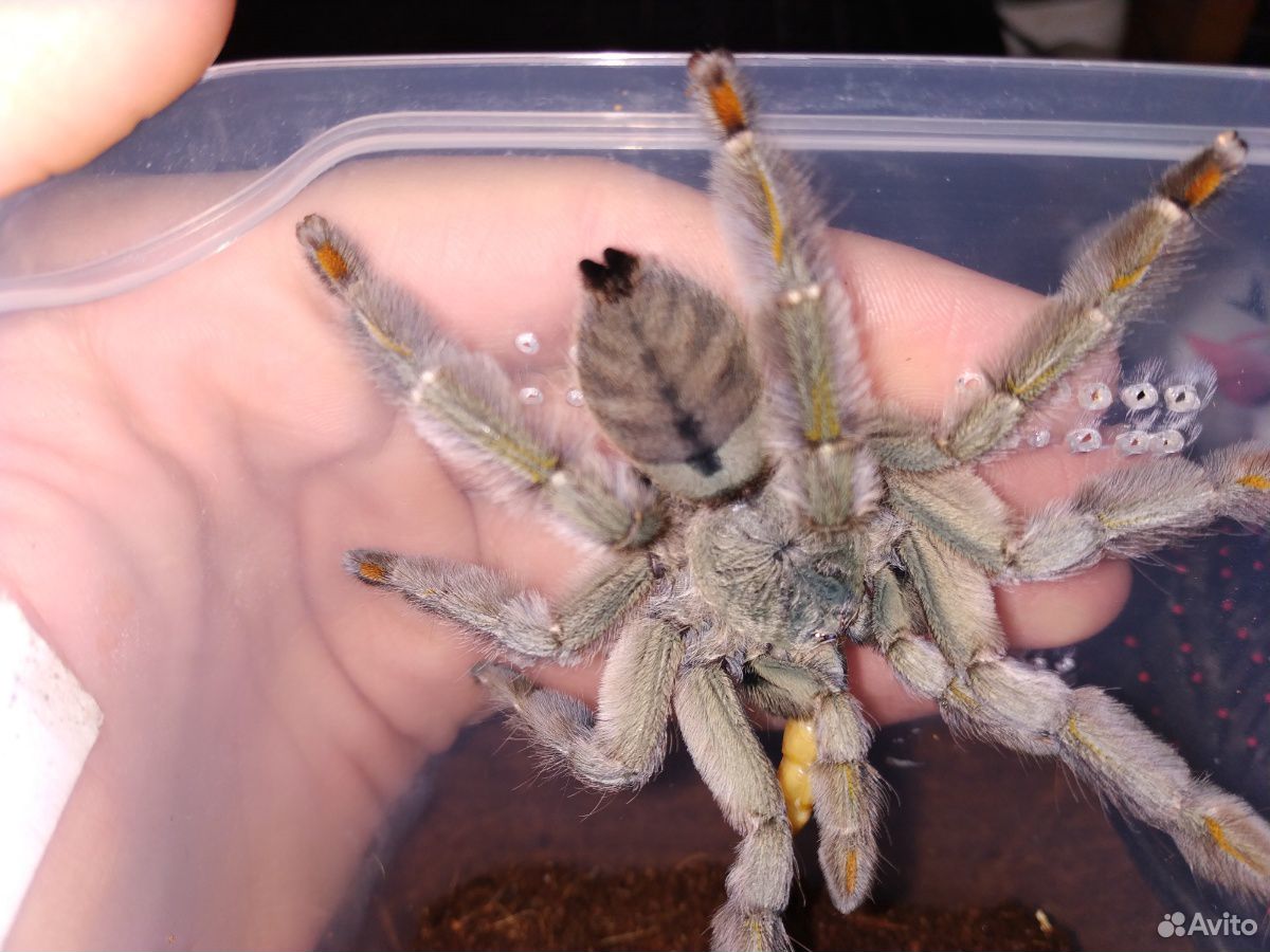 Продам птицеедов