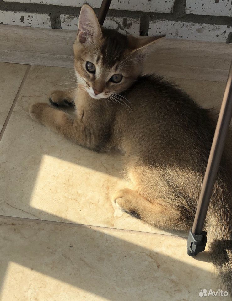 Абиссинский котенок