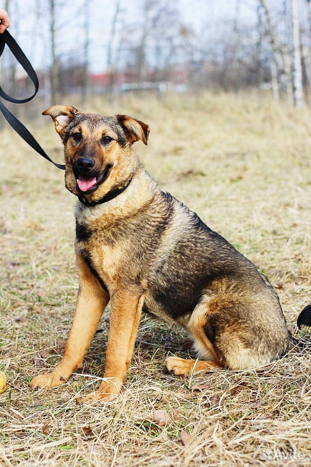 Щенок-подросток из приюта ищет дом