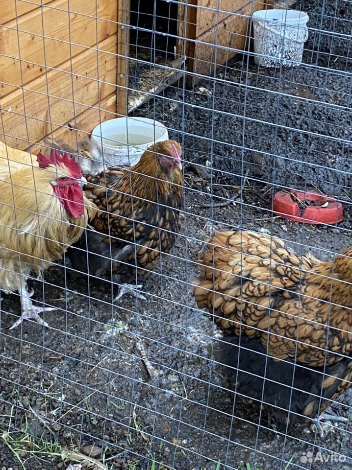 Семья орпингтон