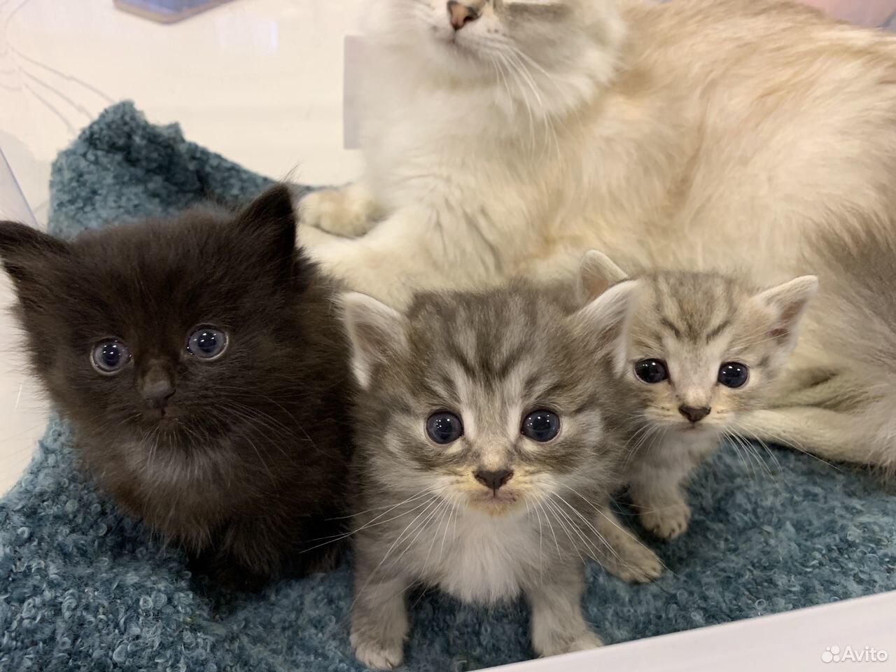 Котята