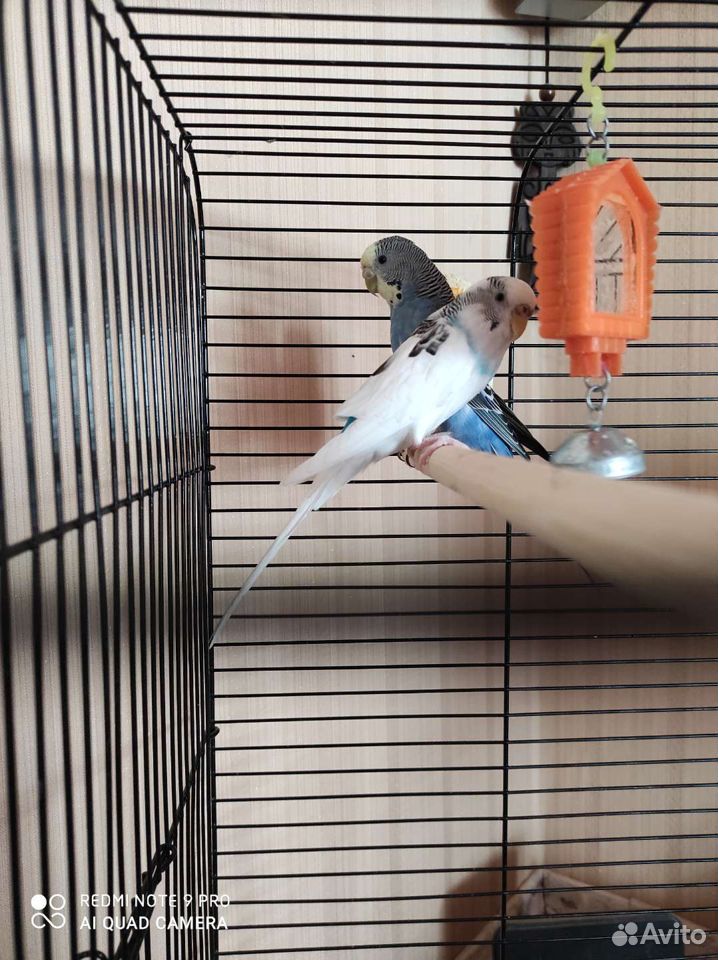 Пара попугаев с клеткой