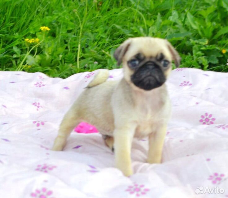 Мопсо малыш