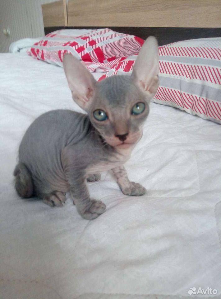 Донской сфинкс