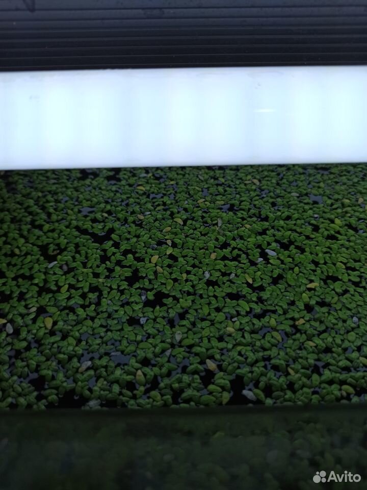 Ряска для аквариума