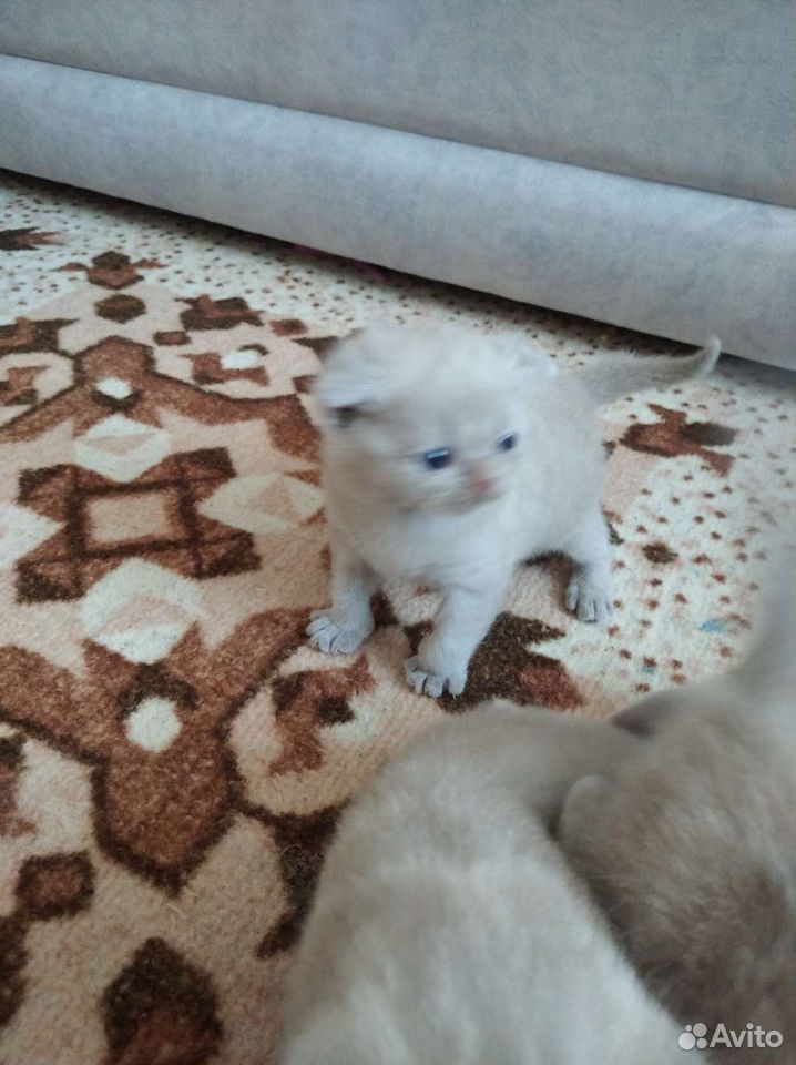 Британские котята