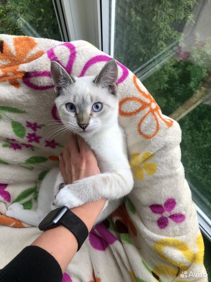 Деревенский котёнок ищет дом