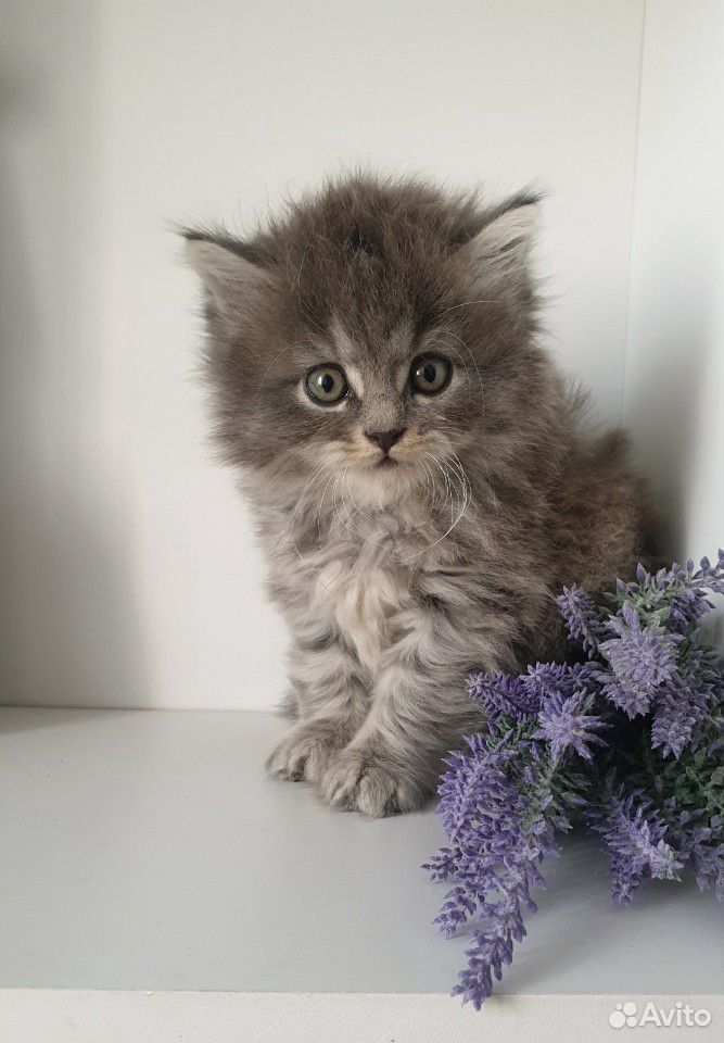 Котенок метис