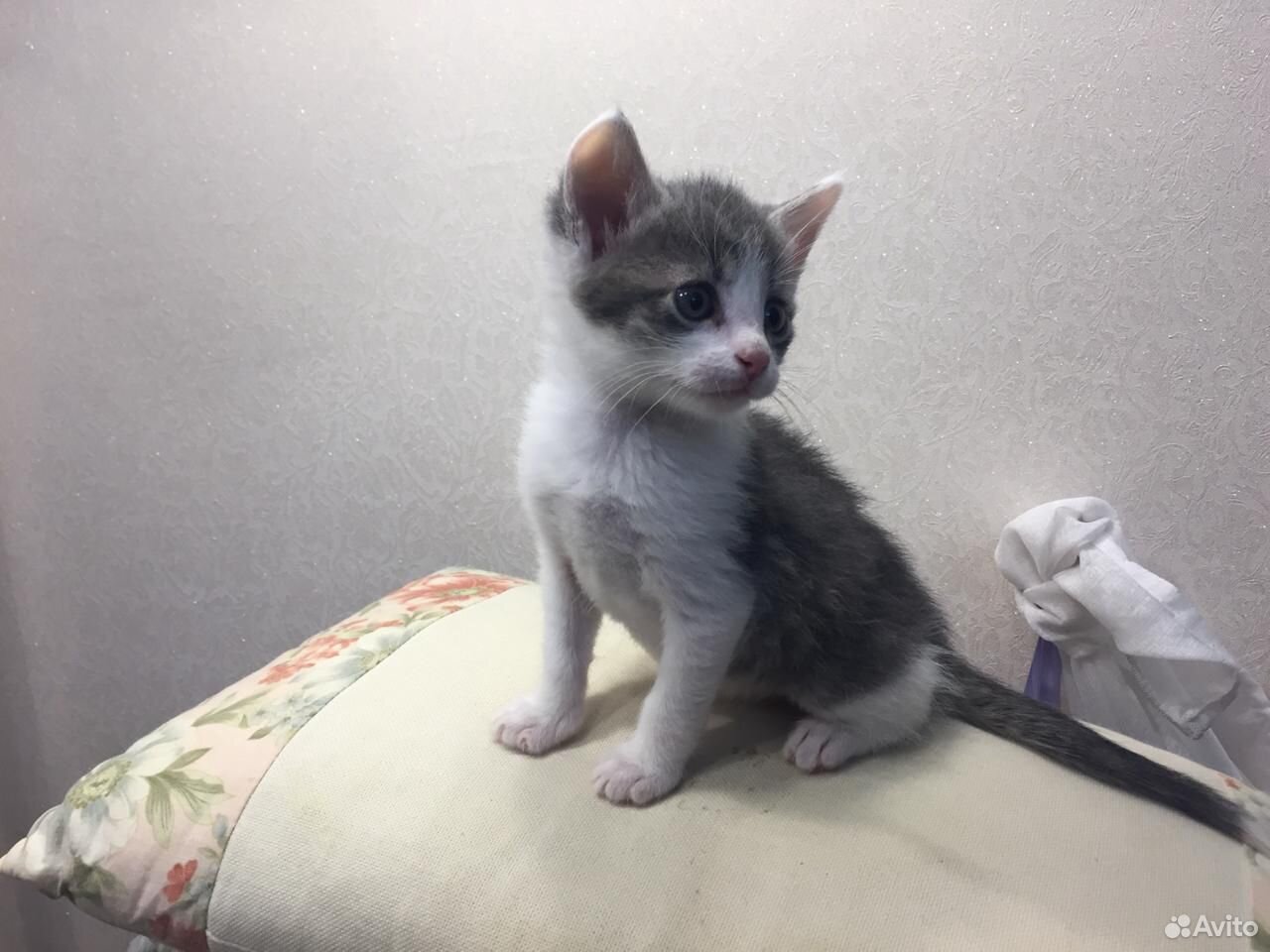 Продается котенок, мальчик