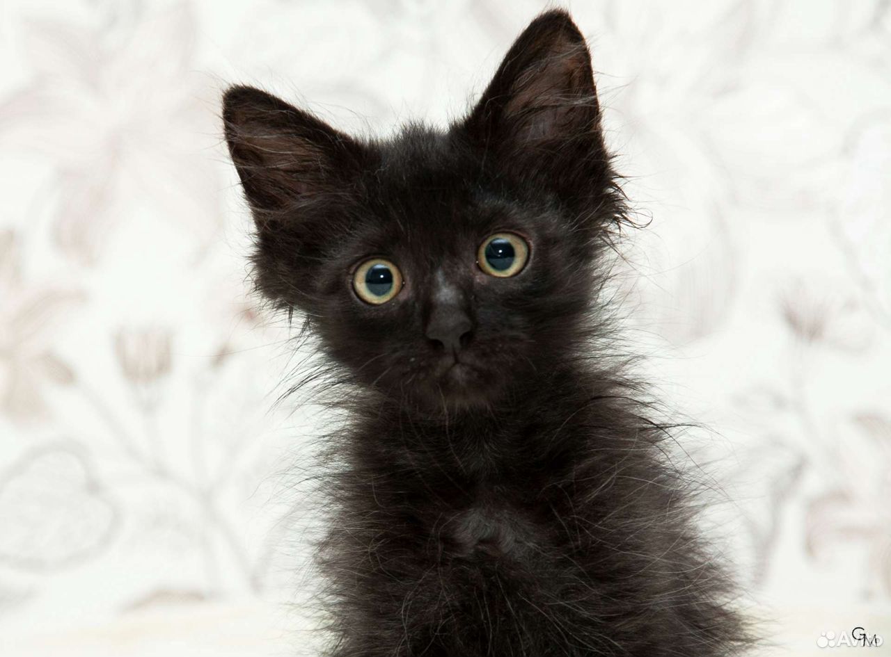 Ищет дом котенок-домовёнок, 2,5 мес
