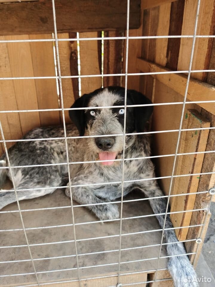 Собака дратхар помесь