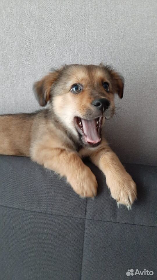 Метис в добрые руки