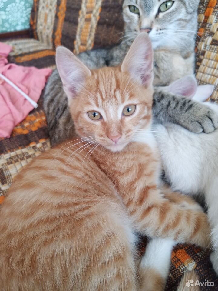 Котята ищут заботливых хозяев