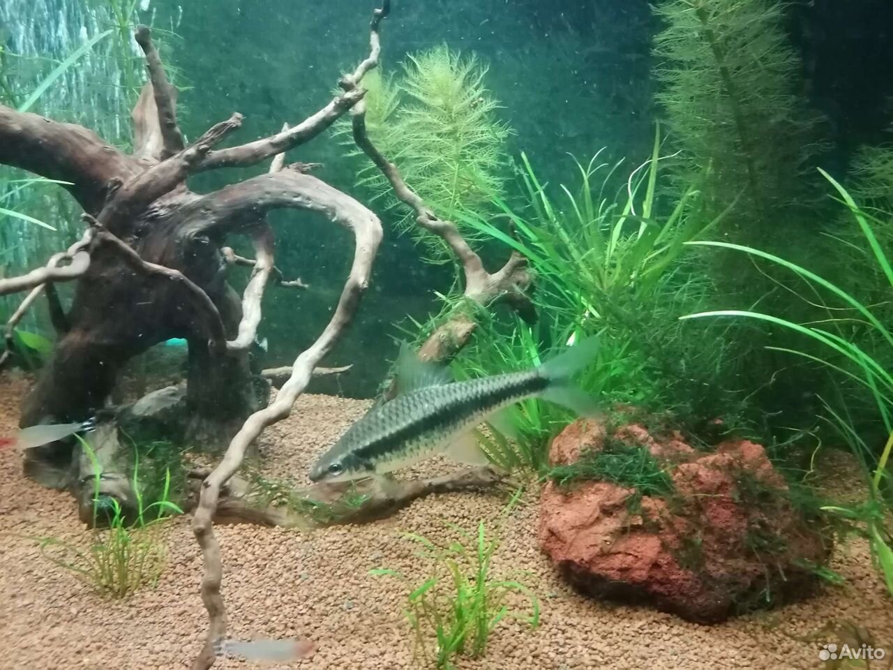 Водорослеед