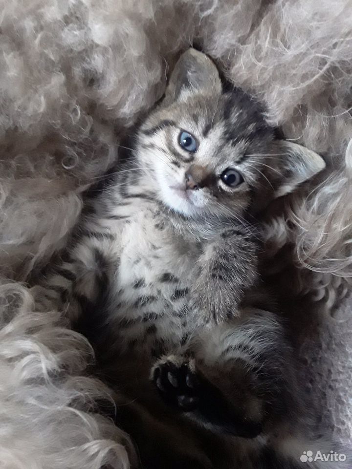 Котёнок