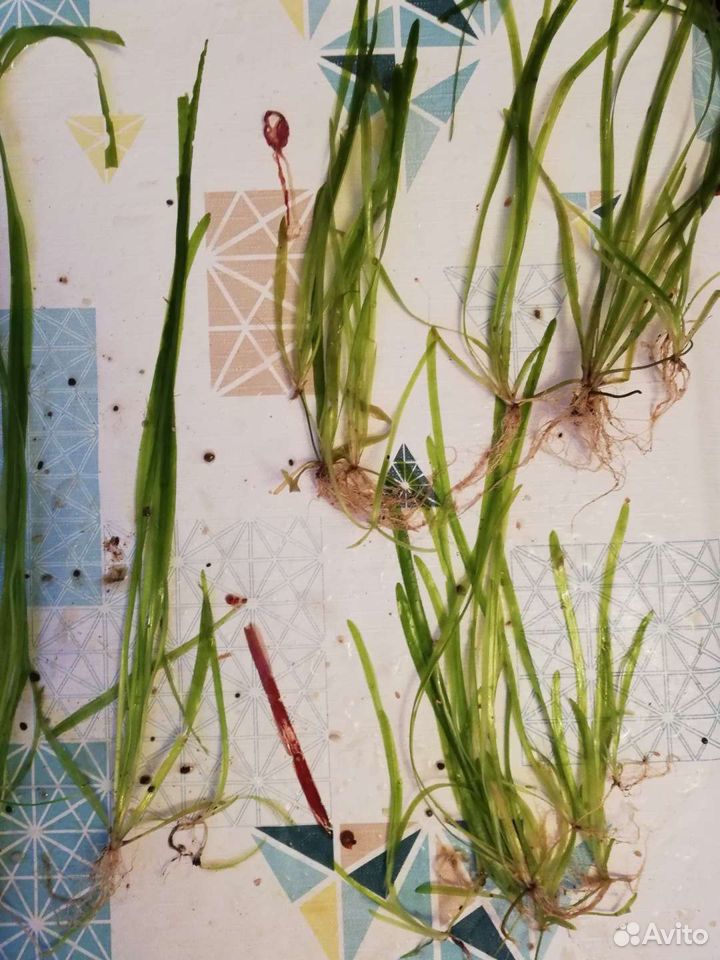 Водоросли Валлиснерия