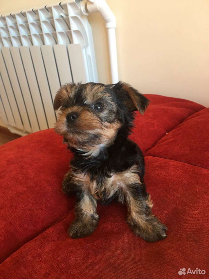 Йоркширский терьер