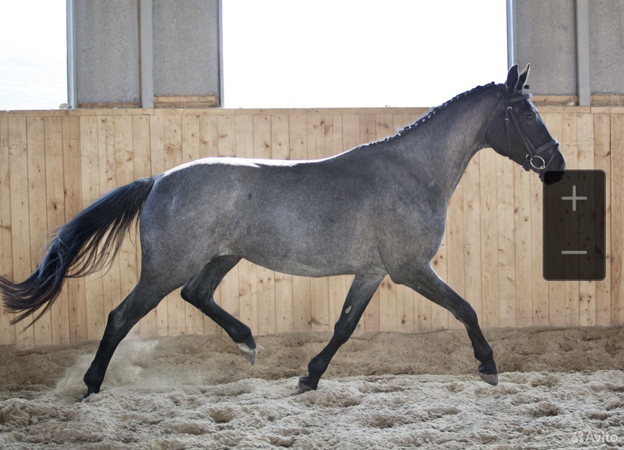 Кобыла 13.05.2017