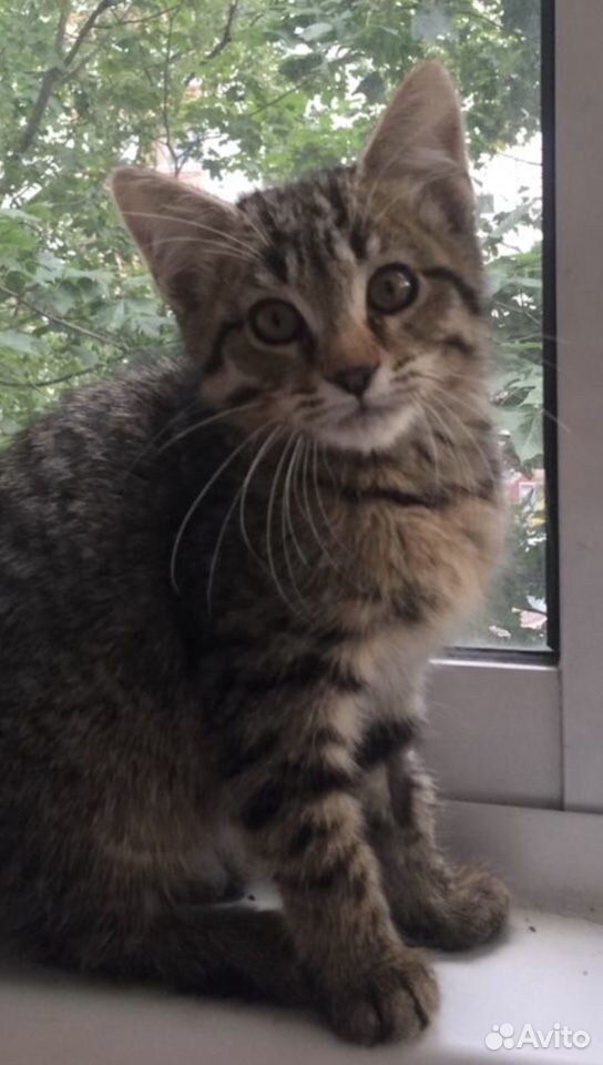 Полосатый котёнок Лео 3 месяца в добрые руки