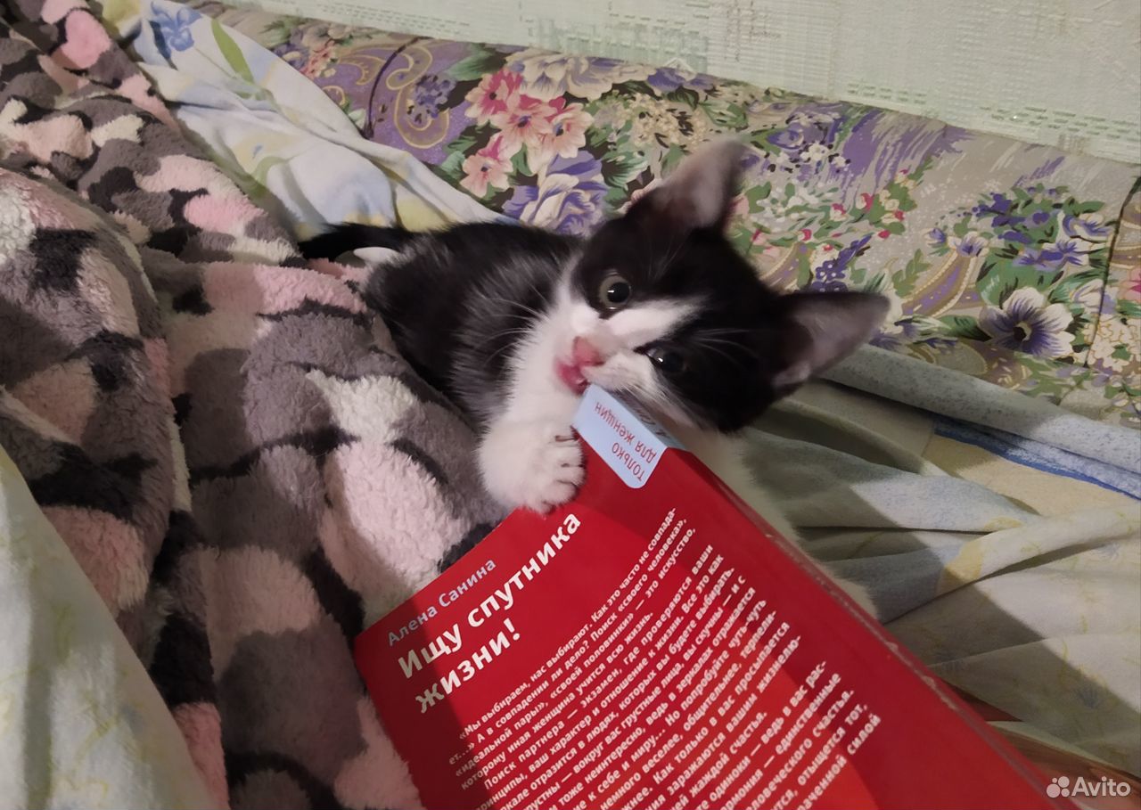 Котенок ищет друга