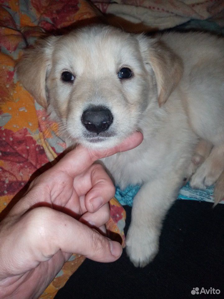 Отдам щенка лобрадор в хорошие руки