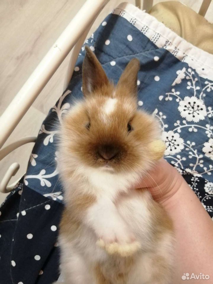 Отдам крольчонка в дар