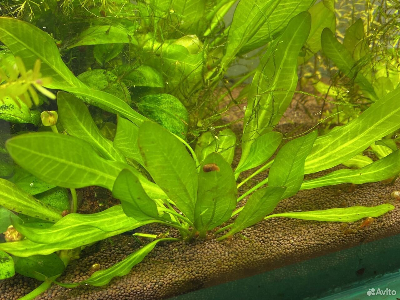 Растения аквариумные